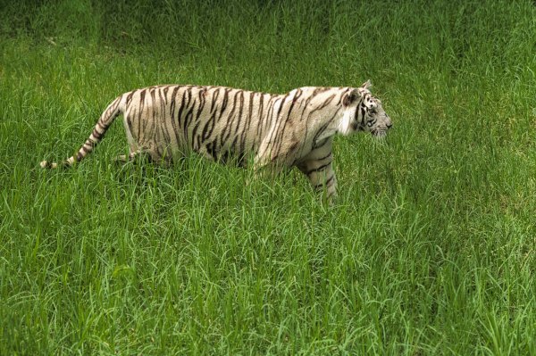 Surprising animals of Mauritius - Wildlife