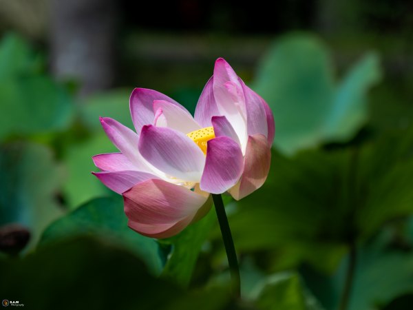 25 Most Beautiful Flowers In Mauritius