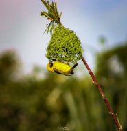 100+ Free Photos - Serin du cap bird of Mauritius