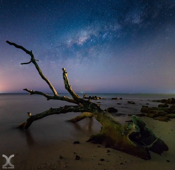 Exploring the Enchanting Trees of Mauritius