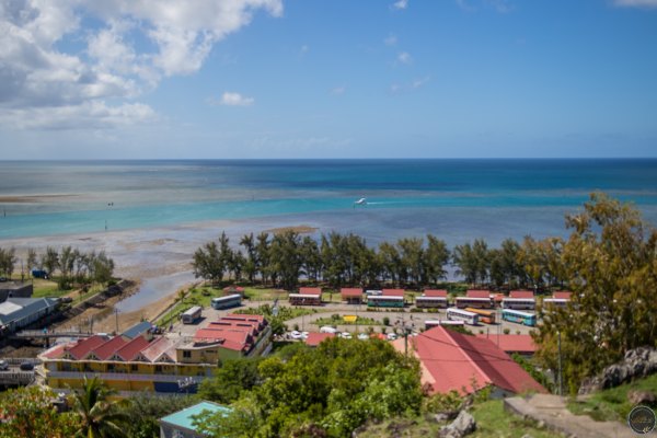 Exploring the Enchanting Trees of Mauritius