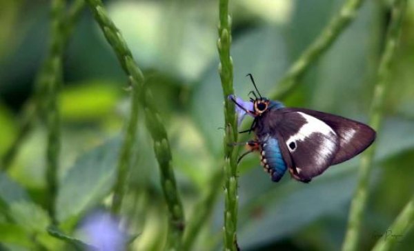 Surprising animals of Mauritius - Wildlife