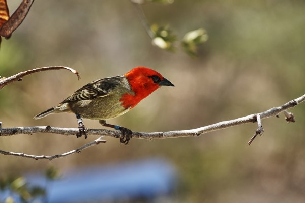 Most amazing birds in Mauritius - Free photos