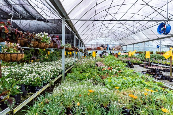 25 Most Beautiful Flowers In Mauritius