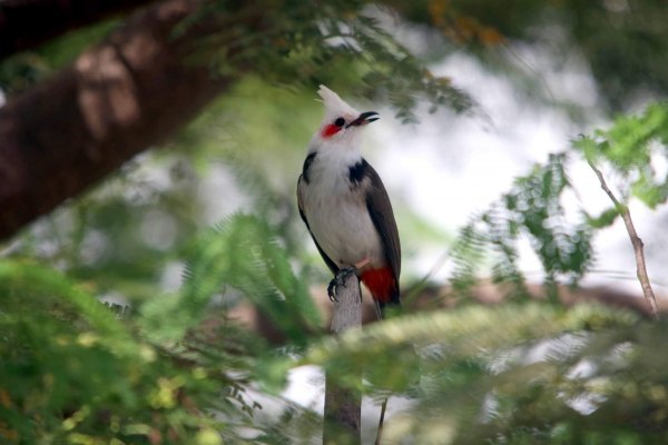 Most amazing birds in Mauritius - Free photos