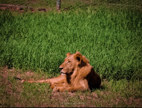 Casela Nature Parks & Zoo in Mauritius
