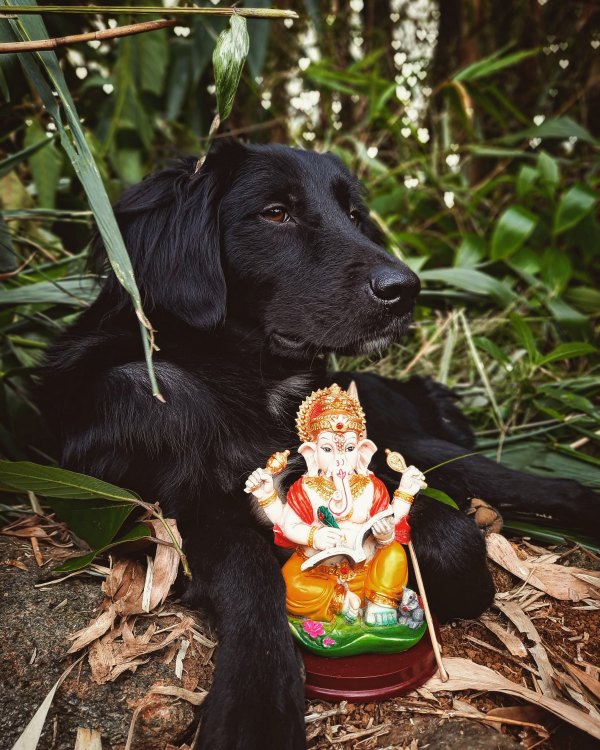 Surprising animals of Mauritius - Wildlife