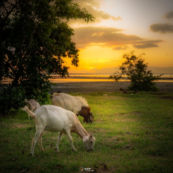 Surprising animals of Mauritius - Wildlife