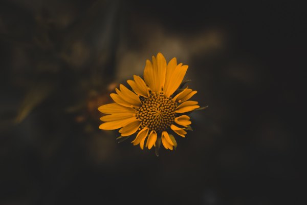 25 Most Beautiful Flowers In Mauritius