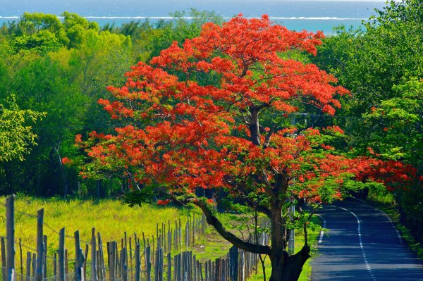 Exploring the Enchanting Trees of Mauritius