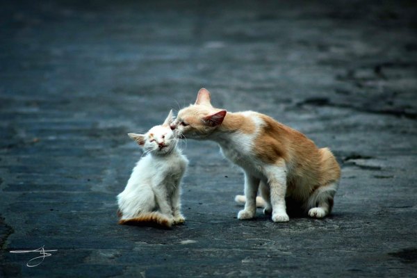 Surprising animals of Mauritius - Wildlife