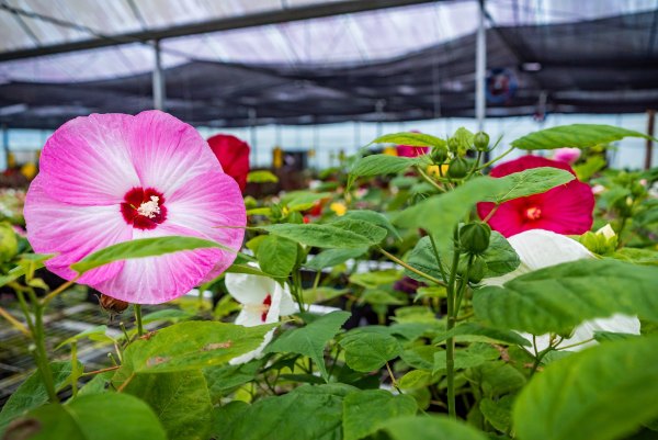 25 Most Beautiful Flowers In Mauritius