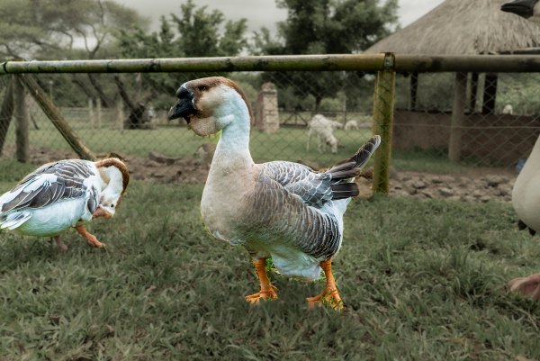 Casela Nature Parks & Zoo in Mauritius