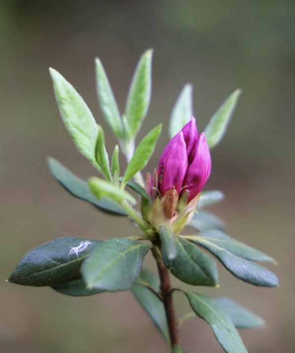 25 Most Beautiful Flowers In Mauritius