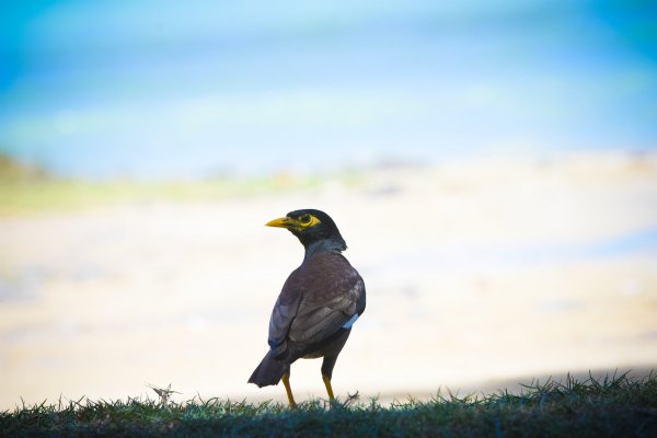 Most amazing birds in Mauritius - Free photos