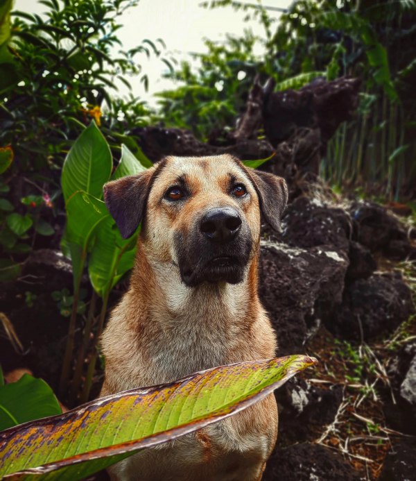 Surprising animals of Mauritius - Wildlife
