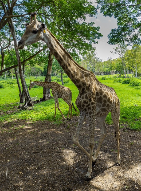 Surprising animals of Mauritius - Wildlife