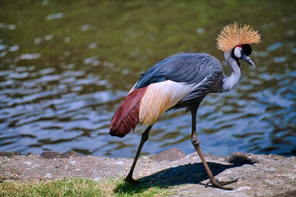 Most amazing birds in Mauritius - Free photos