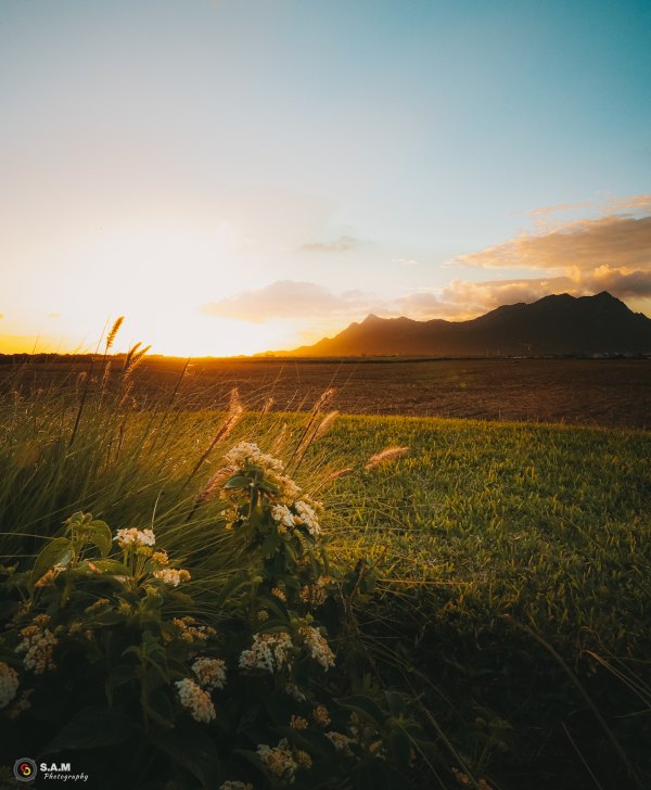 25 Most Beautiful Flowers In Mauritius