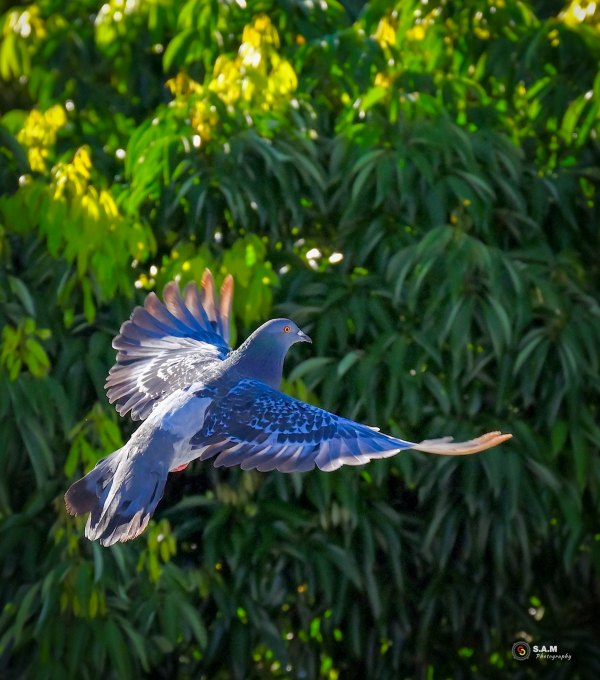 Most amazing birds in Mauritius - Free photos