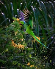 100+ Free Photos - Serin du cap bird of Mauritius