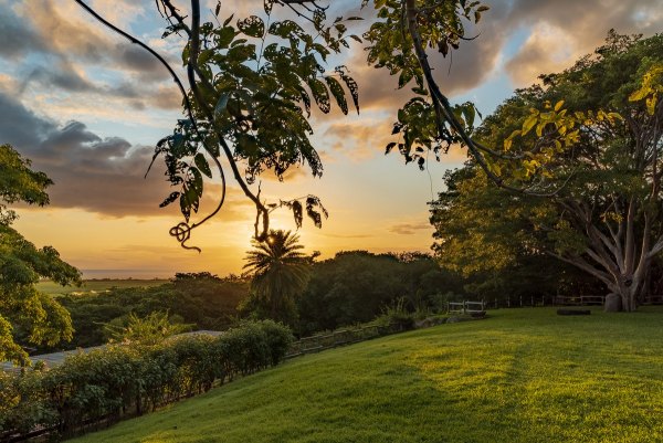 Exploring the Enchanting Trees of Mauritius