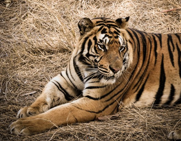 Surprising animals of Mauritius - Wildlife