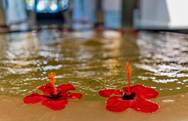 25 Most Beautiful Flowers In Mauritius