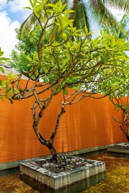 100+ Free Photos - Filao tree seeds closeup in nature