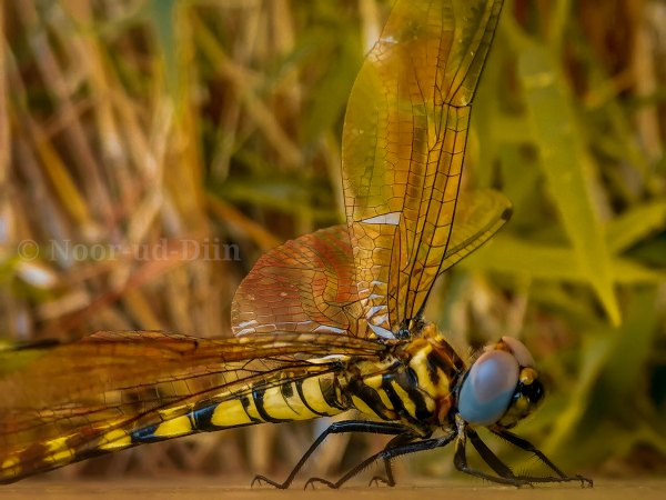 Most amazing birds in Mauritius - Free photos