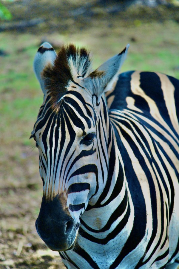 Surprising animals of Mauritius - Wildlife