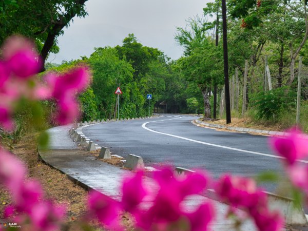 25 Most Beautiful Flowers In Mauritius