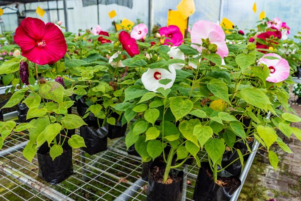 25 Most Beautiful Flowers In Mauritius