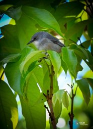 100+ Free Photos - Serin du cap bird of Mauritius