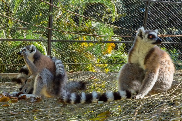 Surprising animals of Mauritius - Wildlife