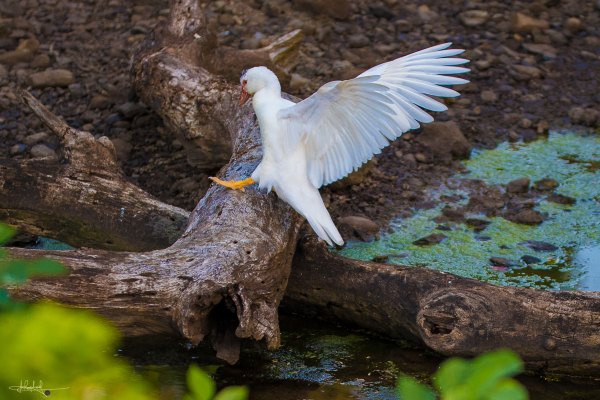 Most amazing birds in Mauritius - Free photos