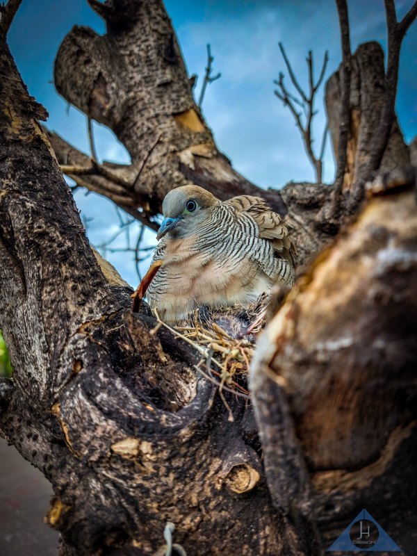 Most amazing birds in Mauritius - Free photos