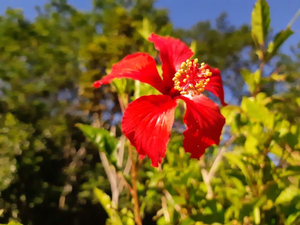 25 Most Beautiful Flowers In Mauritius