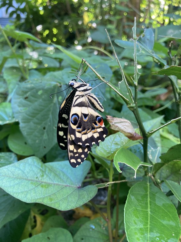 Surprising animals of Mauritius - Wildlife