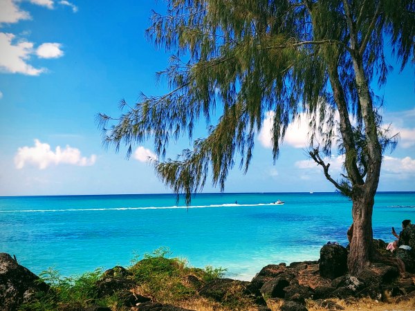 Exploring the Enchanting Trees of Mauritius
