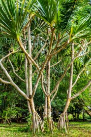 100+ Free Photos - Pine Tree in nature forest in Mauritius