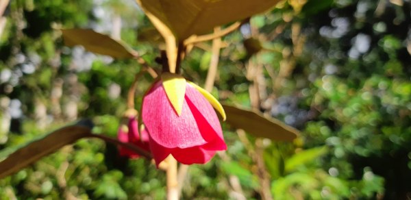 25 Most Beautiful Flowers In Mauritius