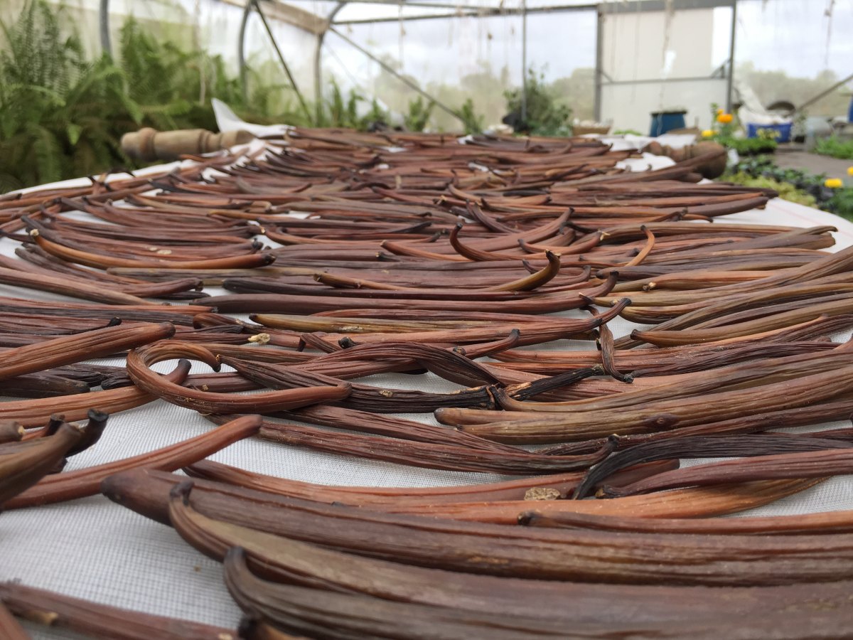 100+ Free Photos - Vanilla drying in a greenhouse