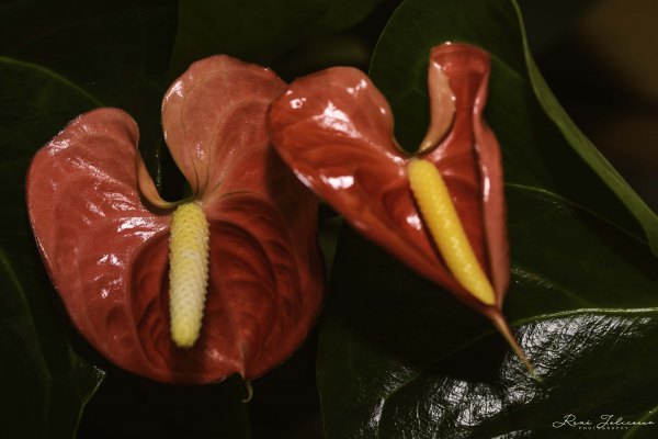 25 Most Beautiful Flowers In Mauritius