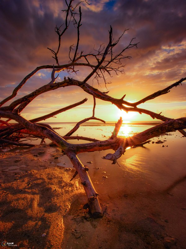 Exploring the Enchanting Trees of Mauritius