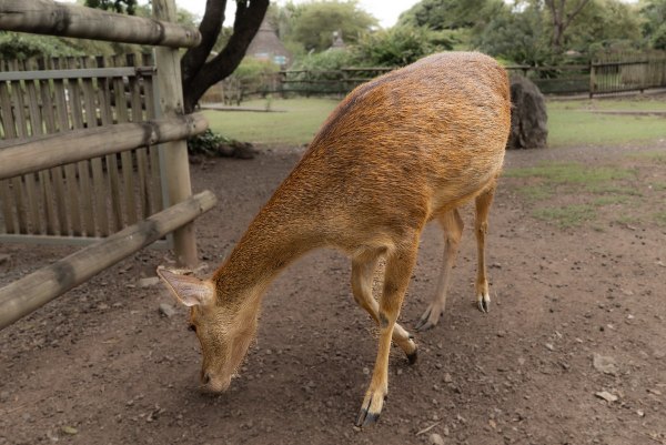 Casela Nature Parks & Zoo in Mauritius