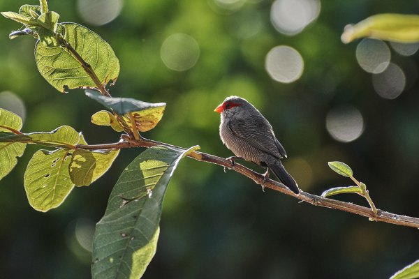 Most amazing birds in Mauritius - Free photos