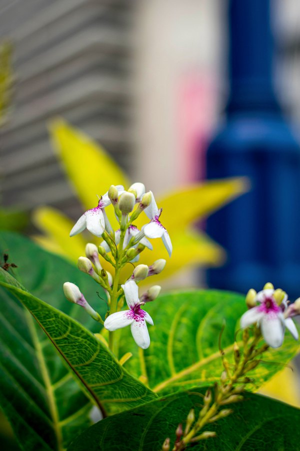 25 Most Beautiful Flowers In Mauritius