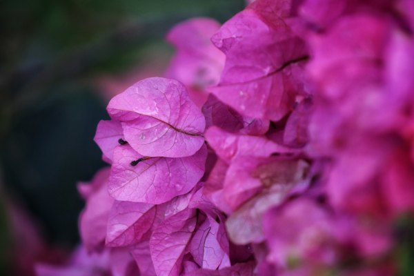 25 Most Beautiful Flowers In Mauritius