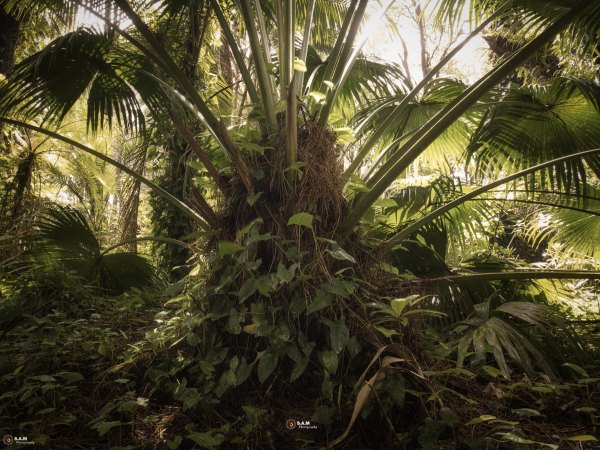 Exploring the Enchanting Trees of Mauritius